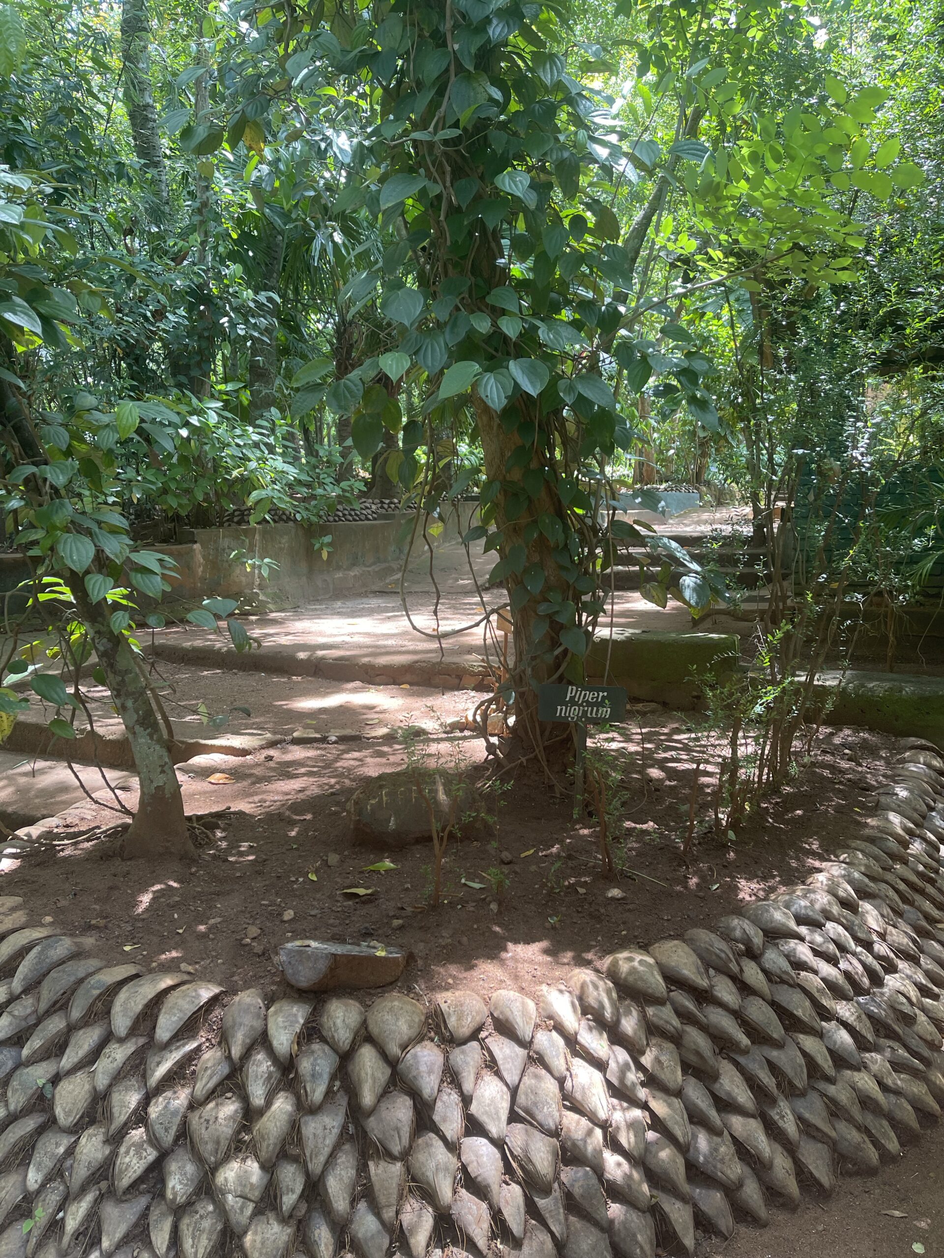 Blog 13 – Our visit to a Spice Garden in Matale | Marcia Treks Sri Lanka