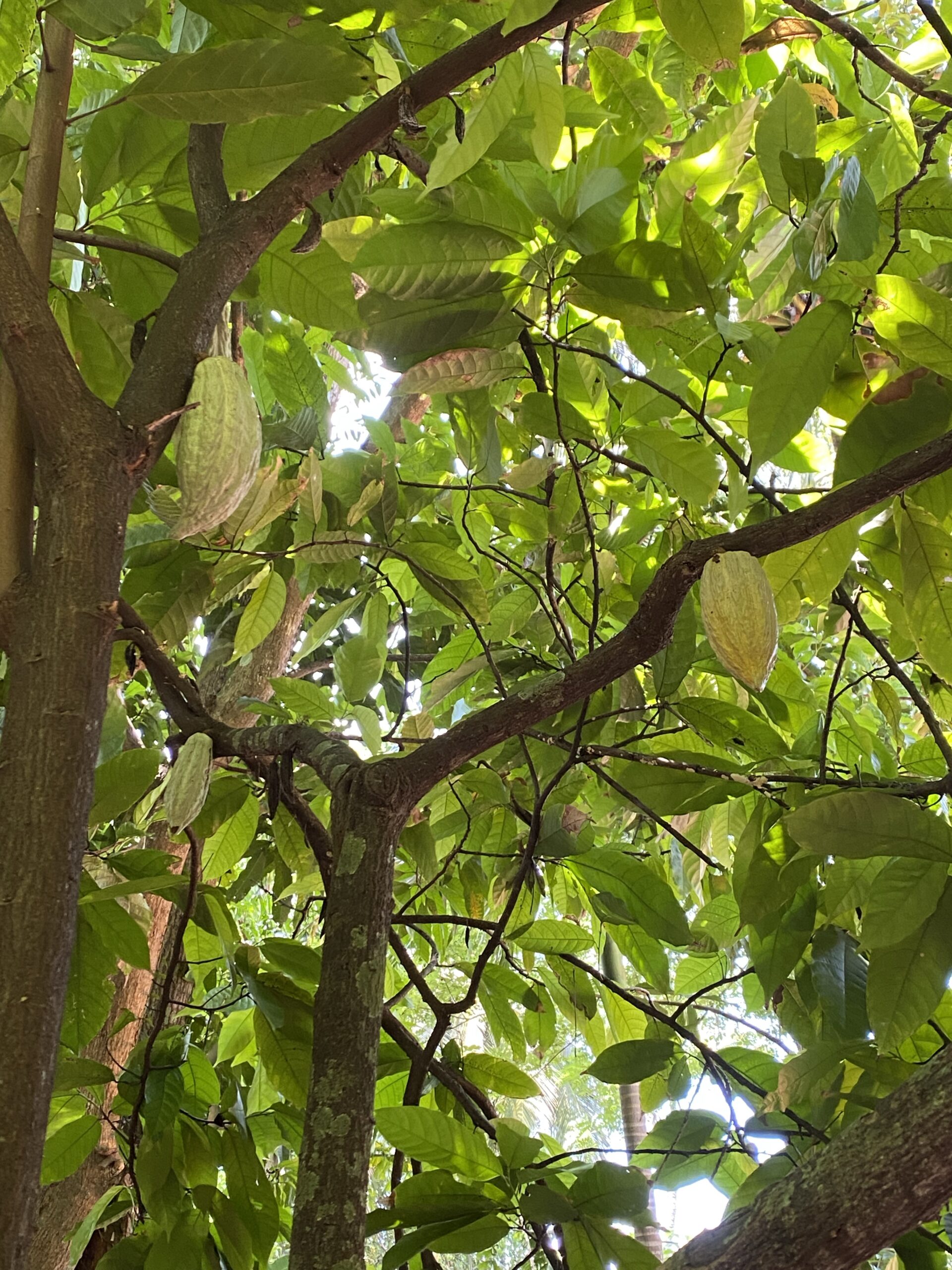 Blog 13 – Our visit to a Spice Garden in Matale | Marcia Treks Sri Lanka