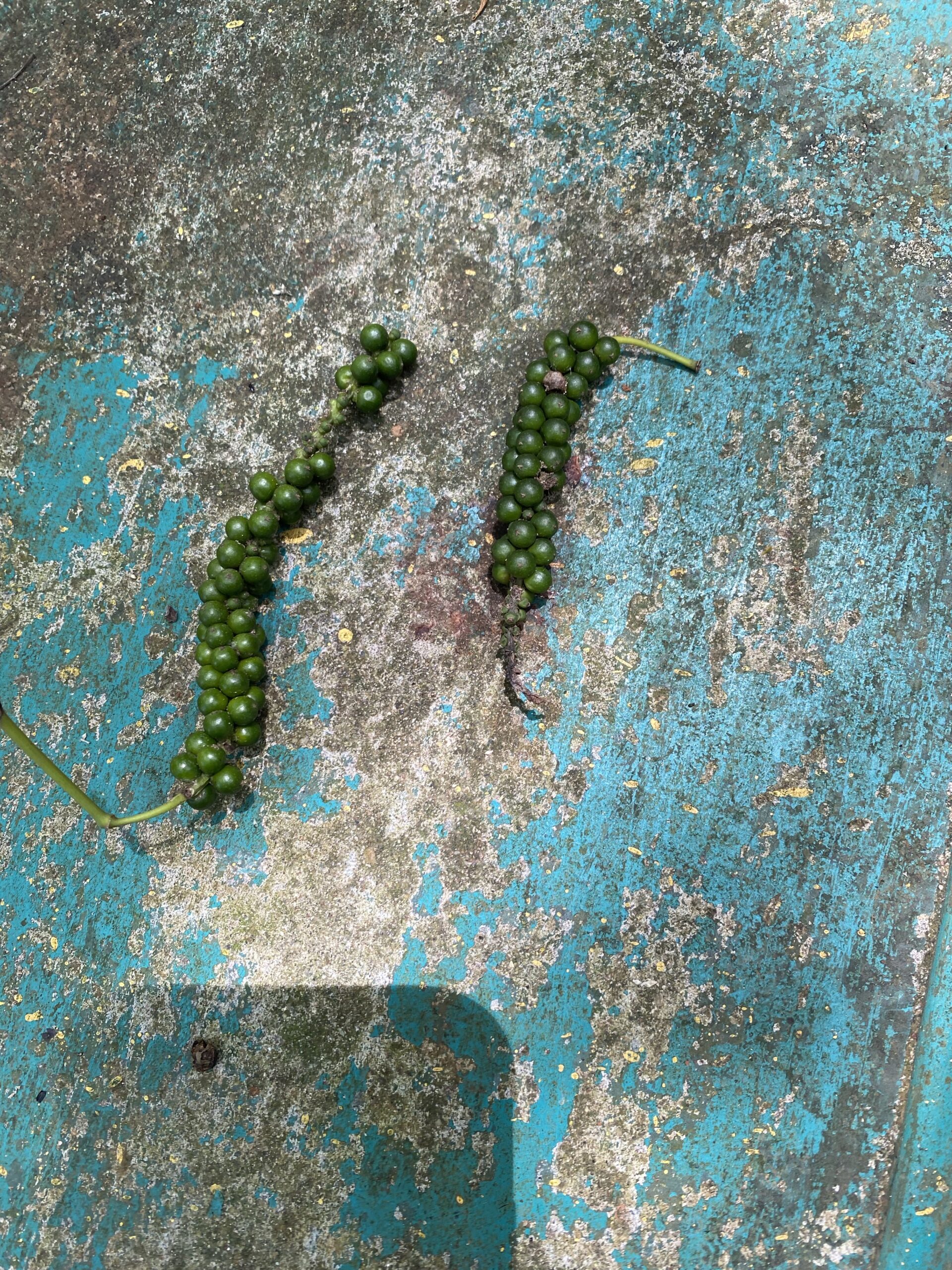 Blog 13 – Our visit to a Spice Garden in Matale | Marcia Treks Sri Lanka