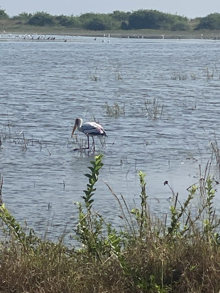 Day 3 – Kayts Island | Marcia Treks Sri Lanka